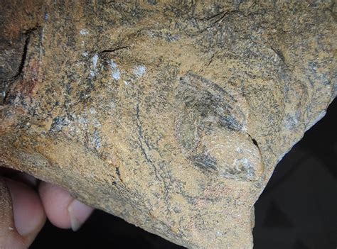 Fish Scale Fossil Rfossils