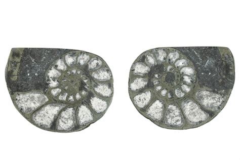 17 Pyritized Cut Ammonite Fossil Pair Morocco 276624 For Sale