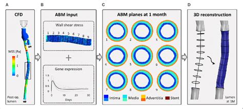 Workflow Of A Multiscale Agent Based Computational Framework Of