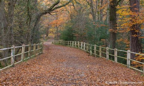 Sneaky Forest Trips Dreamstime