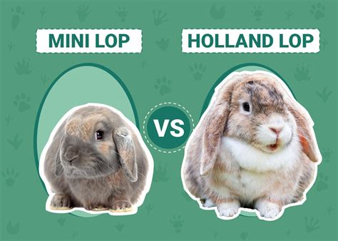 Mini Lop Vs Holland Lop The Differences With Pictures Pangovet