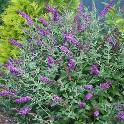 Buddleia Miss Violet White Flower Farm