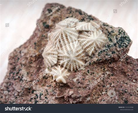 Prehistoric Echinoderms
