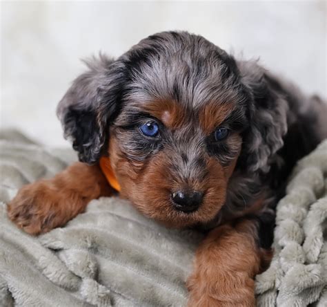 Paw Tale Puppies Merle Cavapoo Puppy Stunning Merle Puppy