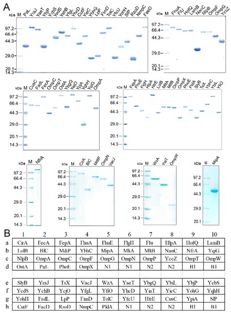 Purity A And Location B Of Outer Membrane Proteins On The