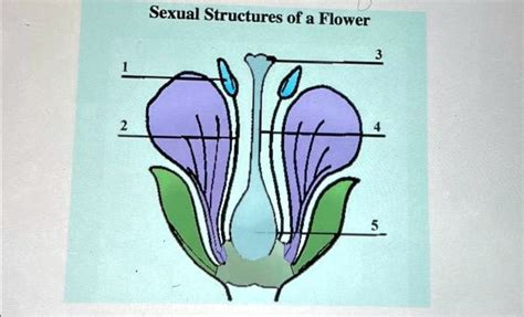 Solved Sexual Structures Of A Flower 5