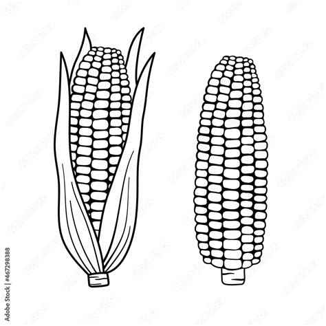 Corn Outline Simple Illustration For Menu Hand Drawn Line Sketch Corn