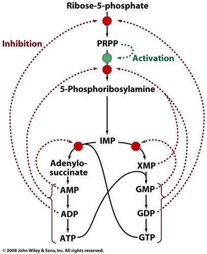 Pyrimidine Synthesis
