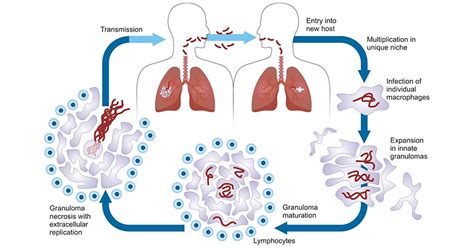 Tuberculosis Bacteria Life Cycle