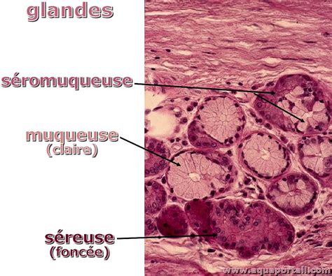 Glande Séro Muqueuse Synonymes Et Antonymes