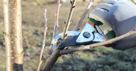 Як правильно обрізати яблуню і грушу навесні поради для початківців Моє домашнє натхнення