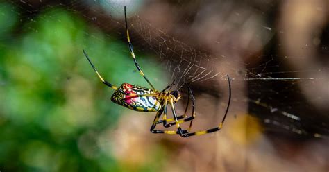 East Coast Braces For Surge Of Invasive Flying Spiders Cbs News