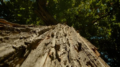 Tree Trunk Leaves Free Stock Video Pixabay