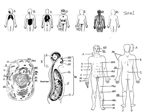 Anatomy And Physiology MIDTERM Diagram Diagram Quizlet Anatomy And Physiology MIDTERM Diagram Diagram Quizlet