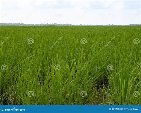 Close Up Of Rice In The Tillering Stage In Rice Paddy In Louisiana