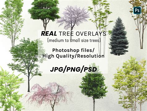 83 Real Tree Overlays Tree Clipart For Photoshop Illustrator Render