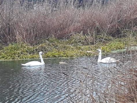 4 знаки Зодіаку представниці яких є найкращими тещами Особлива