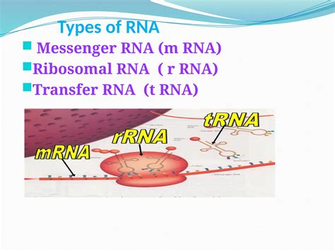 Rna Types Structure And Functions Of Mrnarrna And Trna Pptx
