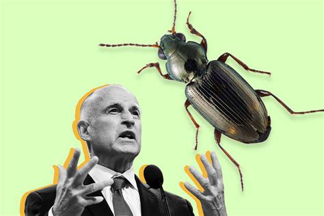 A New Bug Was Named After Jerry Brown It Kind Of Makes Sense