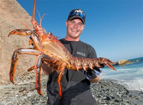 California Recreational Spiny Lobster Season To Open Orange County