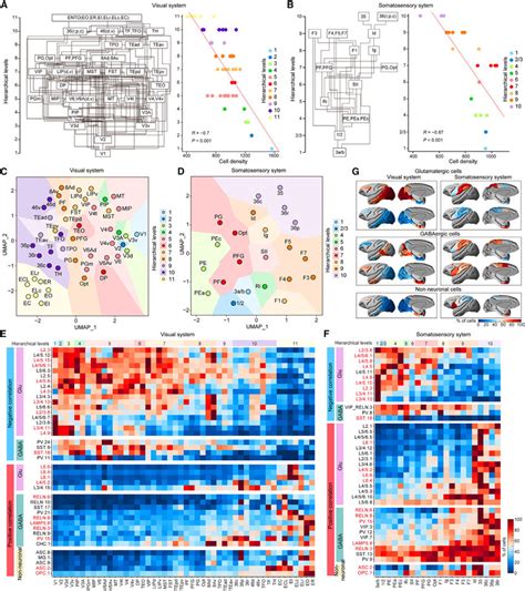 association between cell type distribution and cortical hierarchy a