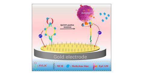 Methylene Blue Stained Single Stranded Dna Aptamers As A Highly Efficient Electronic Switch For