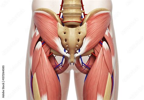 Human Pelvis Anatomy Illustrating Hip Bones Muscles And Vascular System