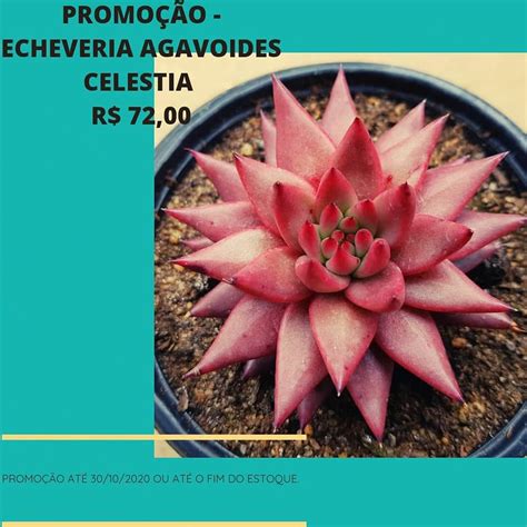 Cactus Curitiba •echeveria Agavoides Celestia •echeveria