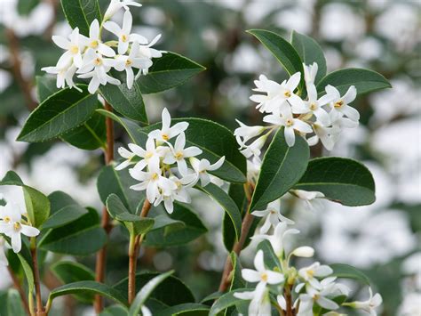 Osmantus Burkwooda Osmanthus Burkwoodii Białe Kwiaty Pachnący