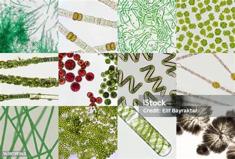Microalgae Under Microscopic View Green Algae Cyanobacteria Phytoplankton Algae Mix Background