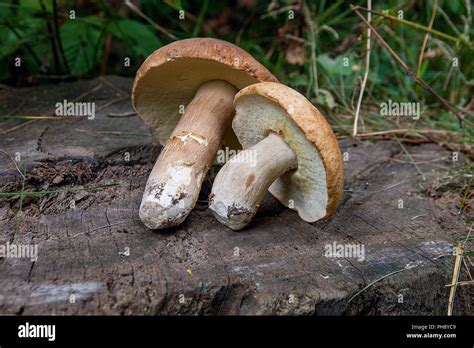 Harvested At Autumn Amazing Edible Mushrooms Boletus Edulis King