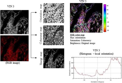 Results Of The Orientationj The Imagej Plug In Developed To Get The
