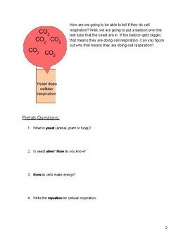 Cellular Respiration Lab By Science By Ms Robb TPT