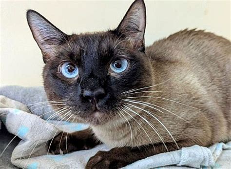 Sautee Ga Siamese Meet Mocha A Pet For Adoption