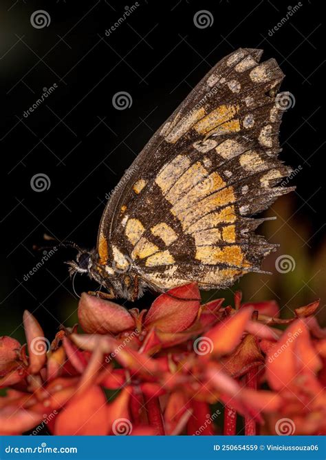 Adult Bordered Patch Butterfly Stock Image Image Of Lacinia Wildlife 250654559