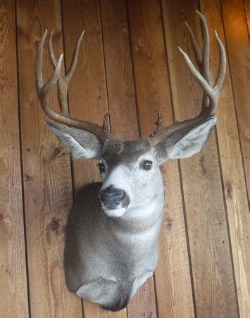 Mounted Full Shoulder Mule Deer Heads Taxidermy Mule Deer Head Mounts