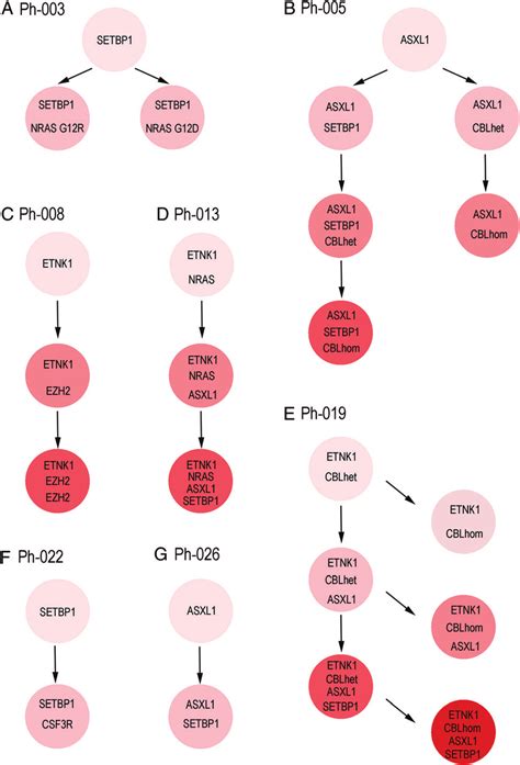 Clonal Architecture Of Acml Patients Schematic Representation Of The Download Scientific