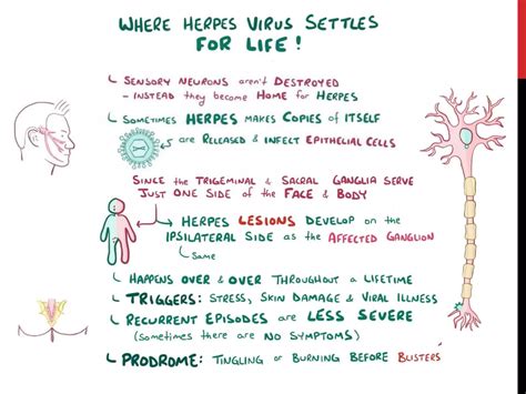 Herpes Simplex Infection Hsv Pptx