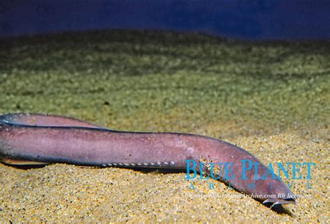 Hagfish Anatomy