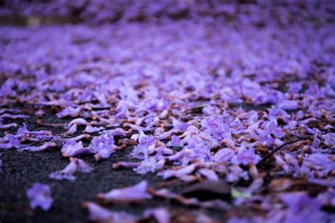 Purple Flowering Trees That Grow In Australia Ultimate Backyard