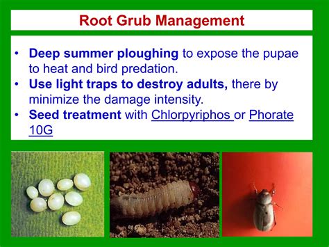 Integrated Pest Management Ipm Practices In Groundnut Ppt