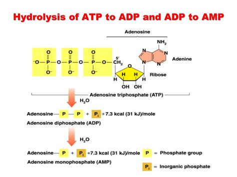 Adp