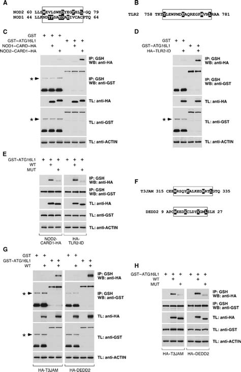Tmem59 Defines A Novel Atg16l1 Binding Motif That Promotes Local