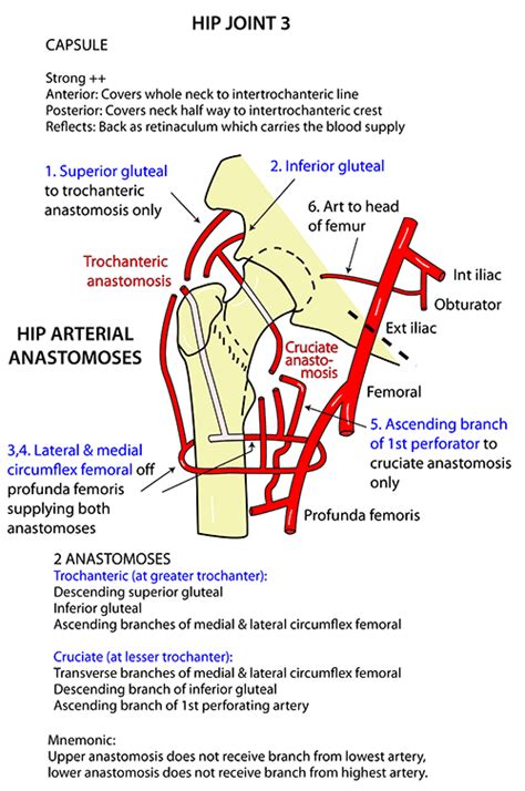 Instant Anatomy Lower Limb Vessels Arteries Anastomoses Hip