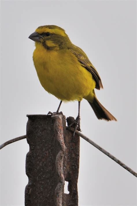 Yellow Canary Birdforum