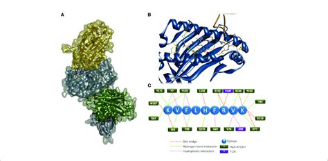 In Silico 3d Modeling Molecular Modeling Of The Tcrbv Hla Class Download Scientific Diagram