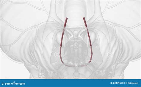 Artery Forming The Posterior Cerebral Arteries Stock Footage Video Of Hypertension Coronary