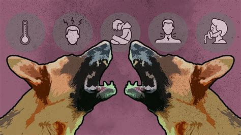 Secretaría De Salud Emitió Aviso Epidemiológico Por Casos De Rabia Humana En México Cuáles Son