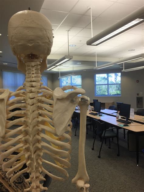 Wallpaper Id 203876 A Skeleton In A Classroom Classroom Skeleton