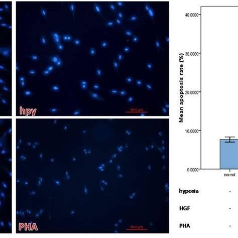 The Apoptosis Rate Was Calculated By A Simple Formula Apoptosis Rate